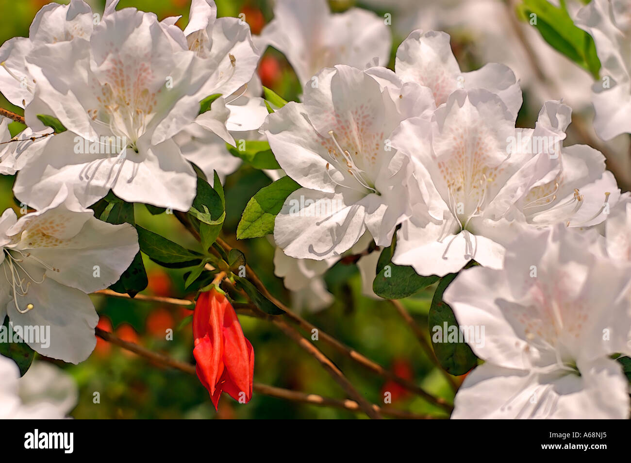 White flower bush around single red flower Stock Photo - Alamy