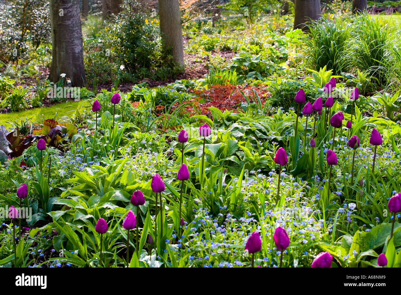 Tulip Purple Emperor Stock Photo - Alamy
