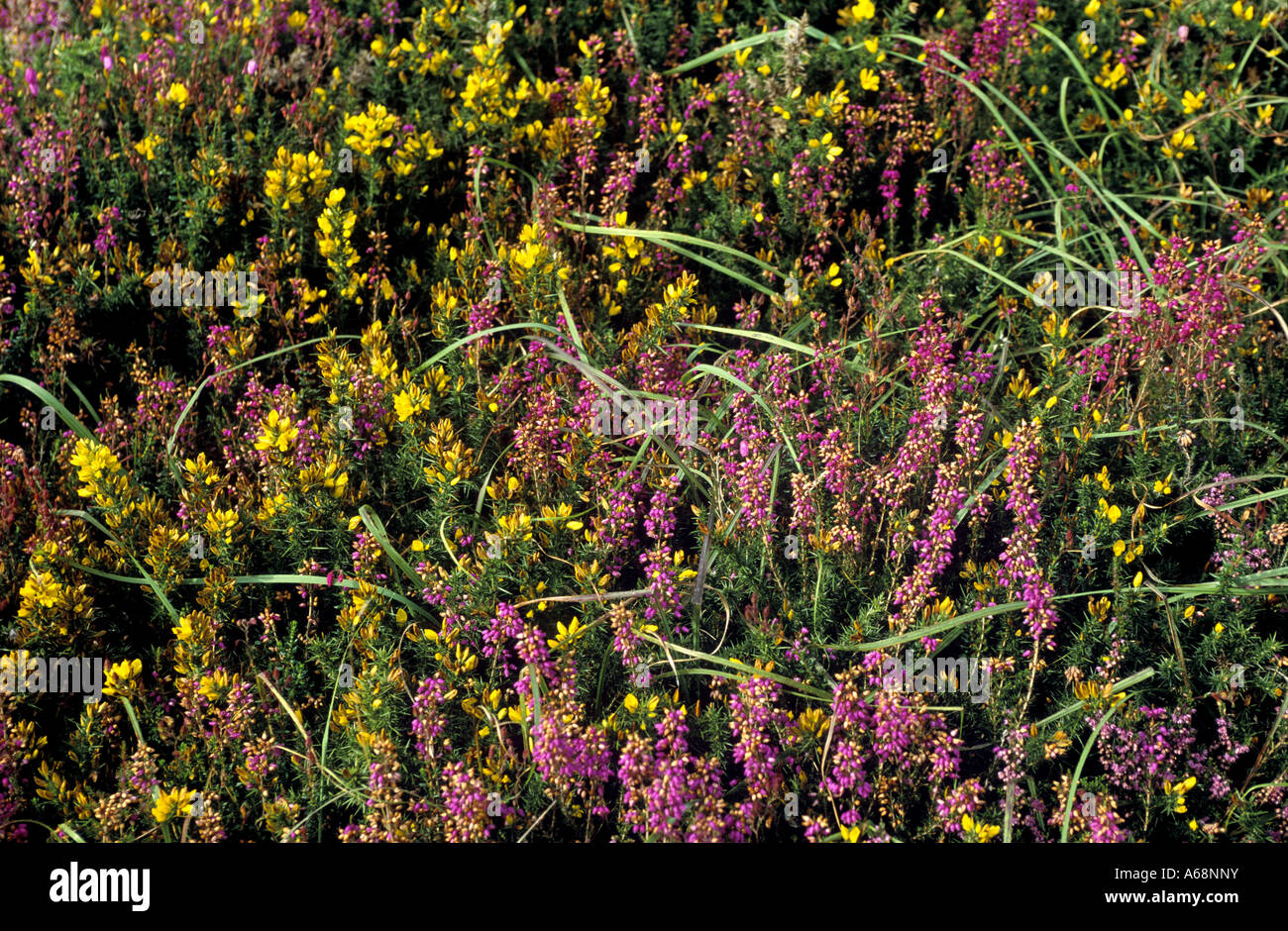 Irish heather, Ireland Stock Photo - Alamy