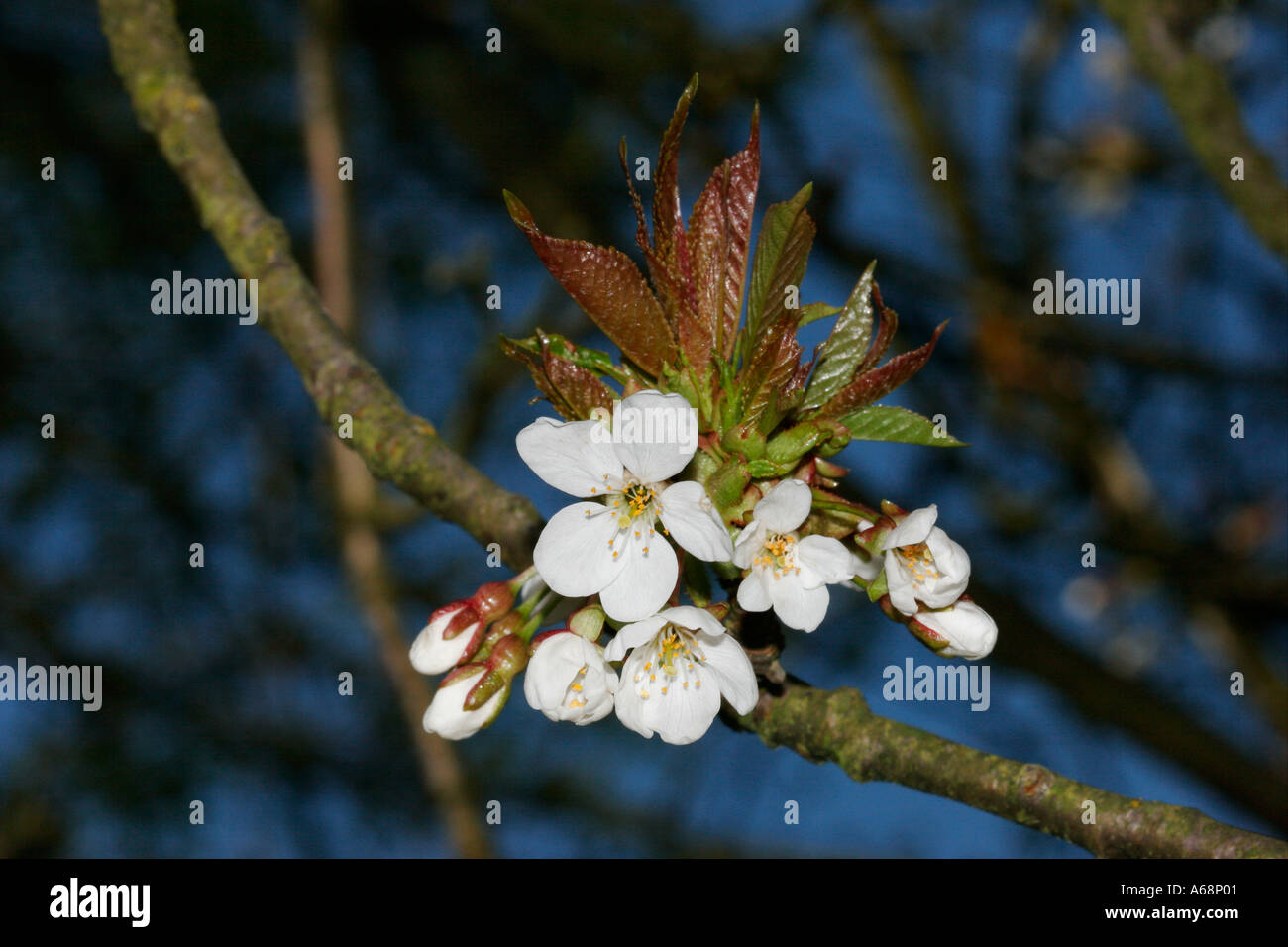 Cherry tree blossom prunus avium hi-res stock photography and images ...