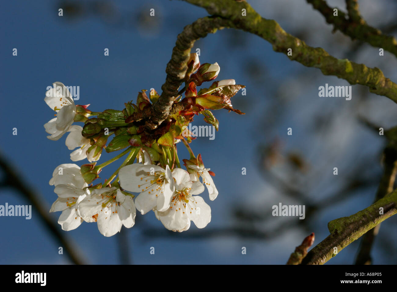 Prunus avium flower hi-res stock photography and images - Alamy