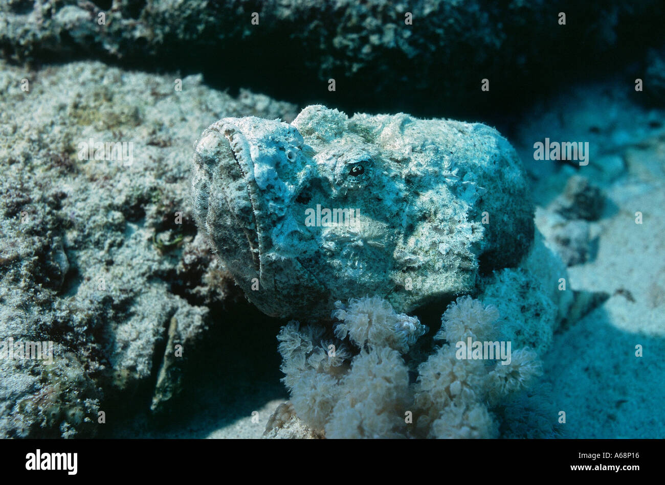 White devil hi-res stock photography and images - Alamy