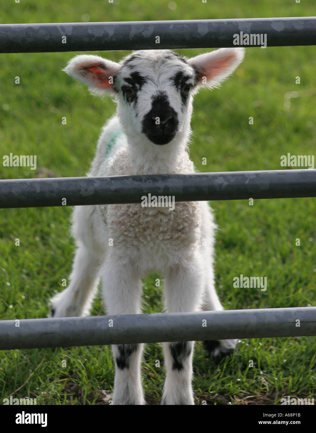 Spring Lamb Behind Bars Stock Photo - Alamy