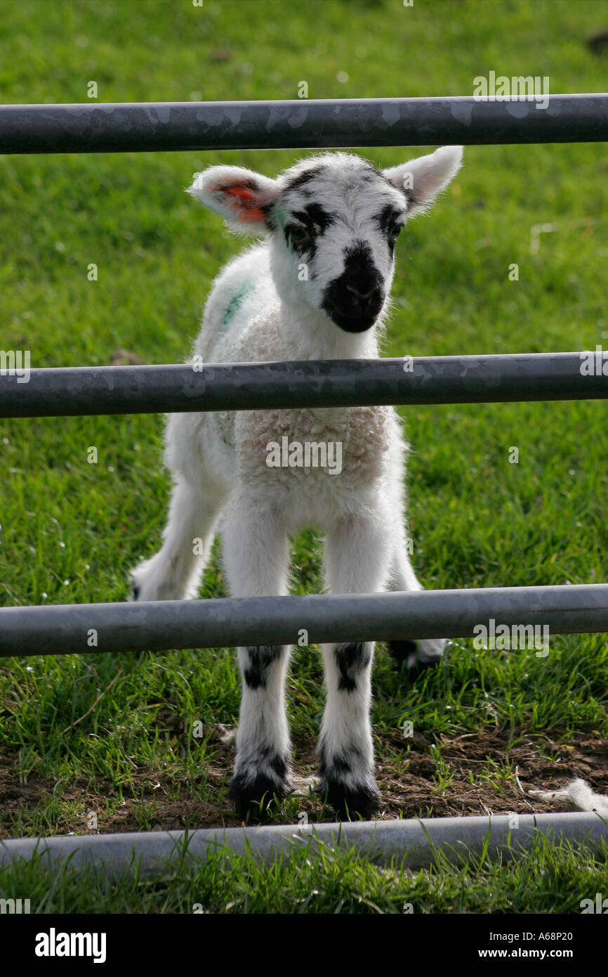 Spring Lamb Behind Bars on Farm Gate UK Stock Photo - Alamy