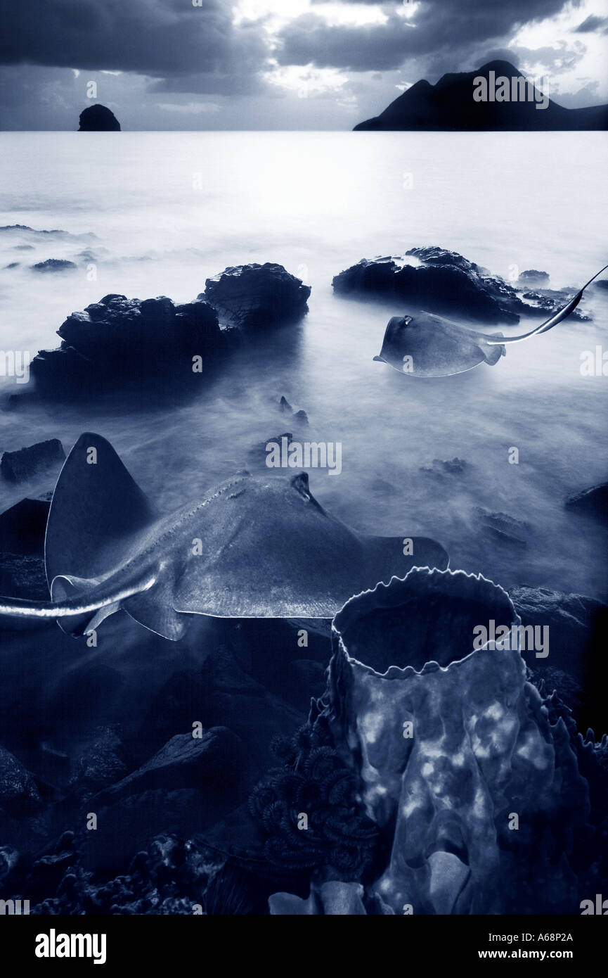 Flying fish underwater scenery hi-res stock photography and images - Alamy