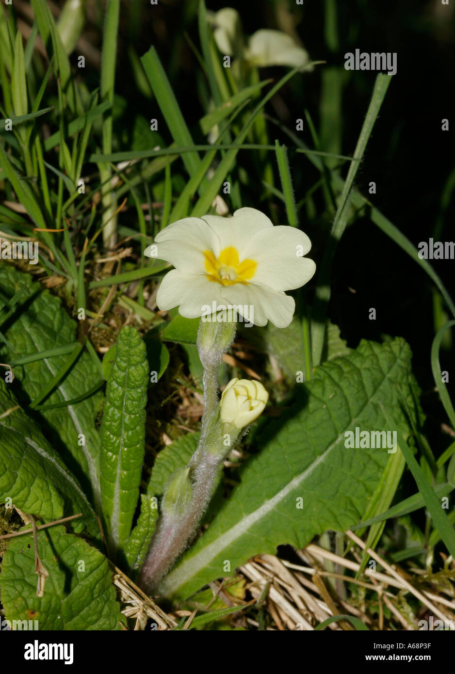 Primrose Primula vulgaris Stock Photo - Alamy