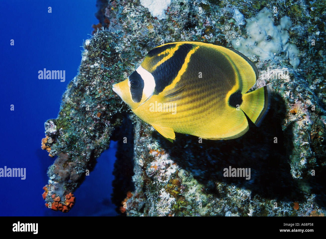 Chaetodon lunula raccoon butterflyfish hi-res stock photography and ...