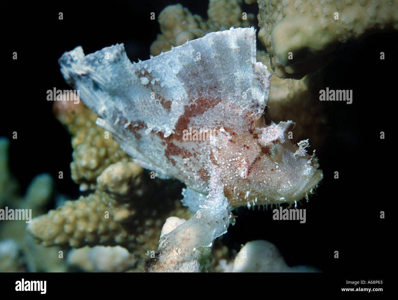 Leafish hi-res stock photography and images - Alamy