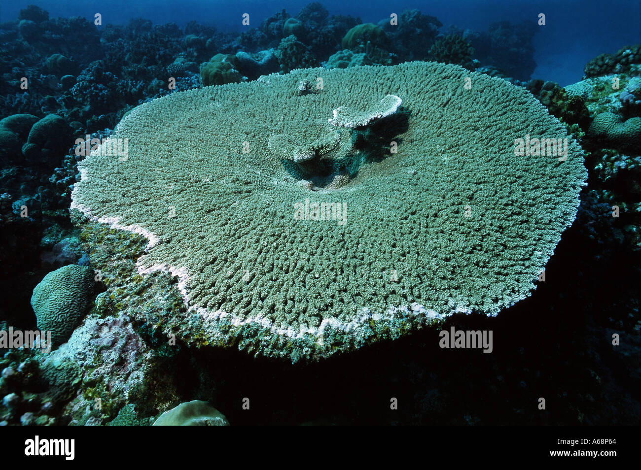 Corals whitening hi-res stock photography and images - Alamy
