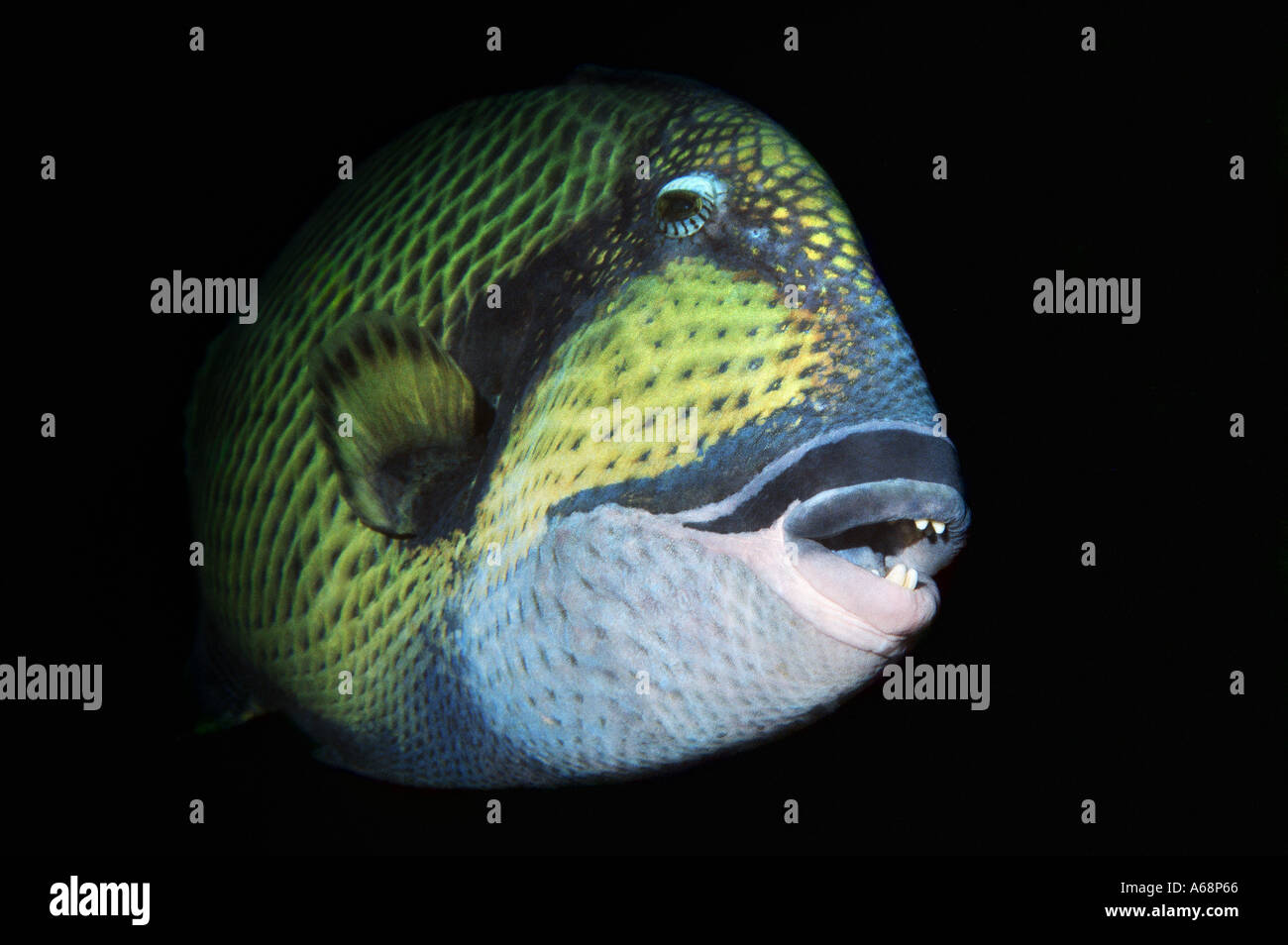 Picasso Triggerfish Teeth