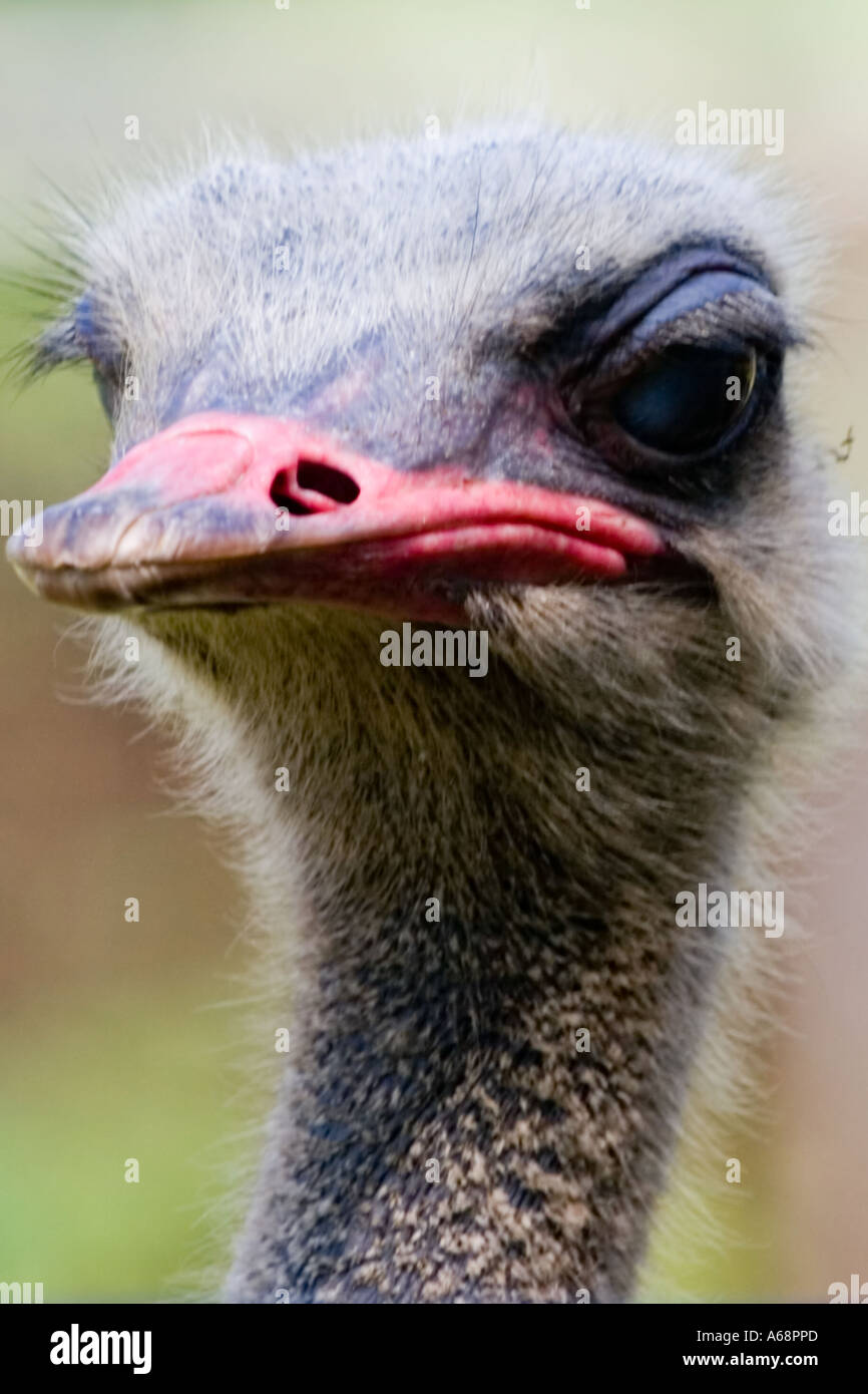 Dark emu hi-res stock photography and images - Alamy