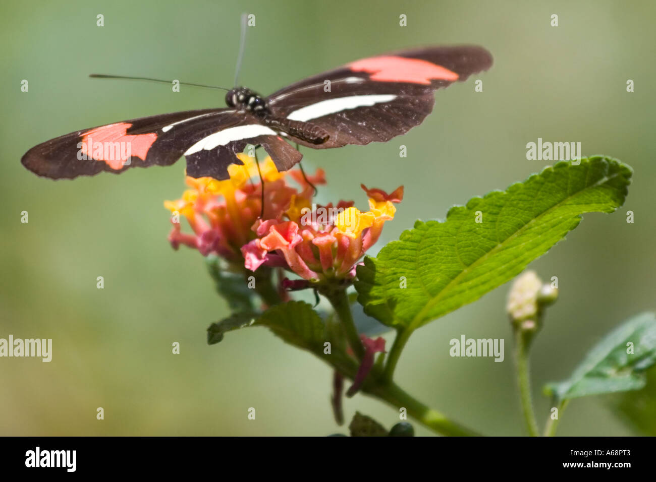 Americas most common butterfly hi-res stock photography and images - Alamy