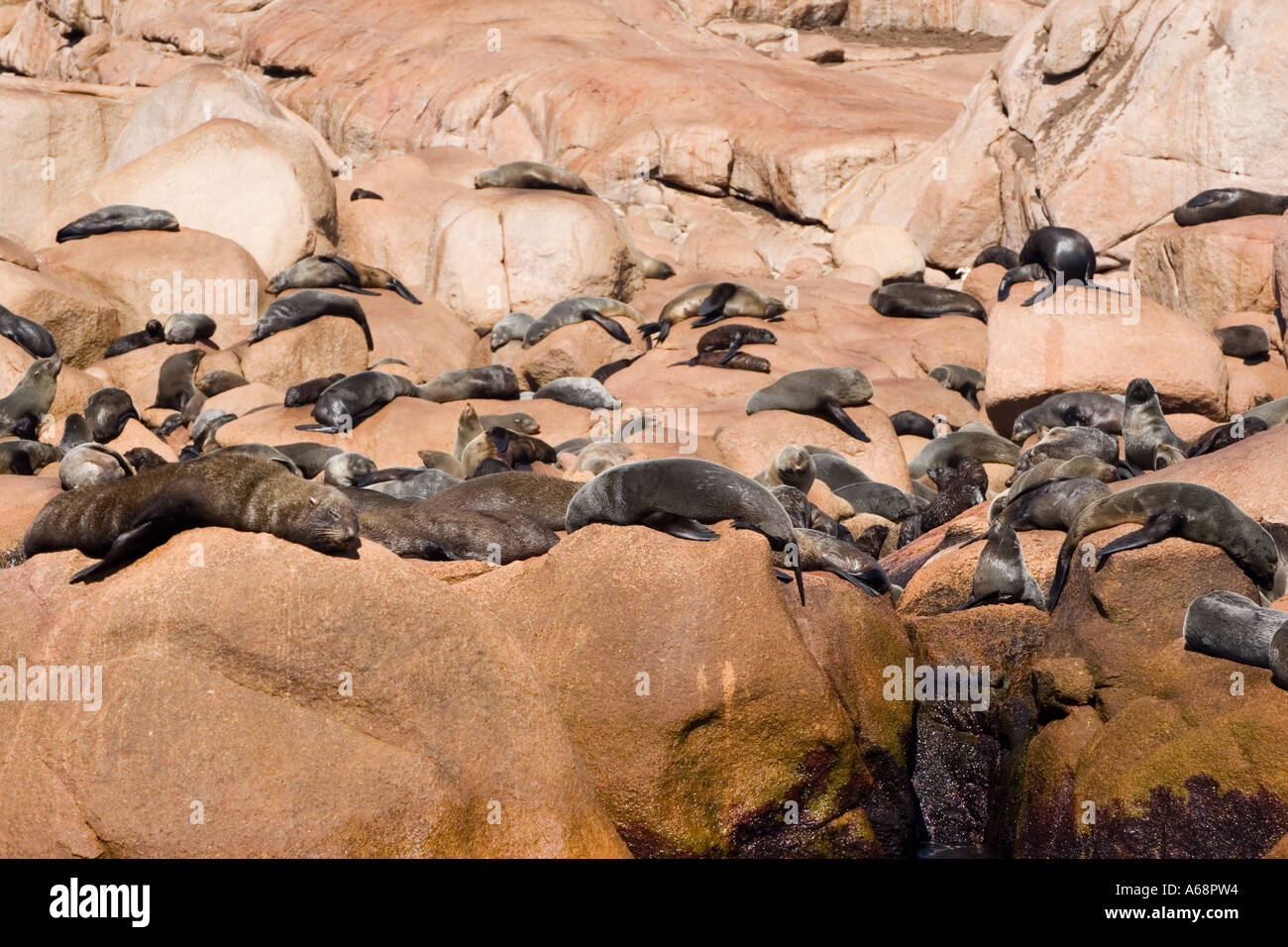 Isla de los Lobos B Stock Photo - Alamy