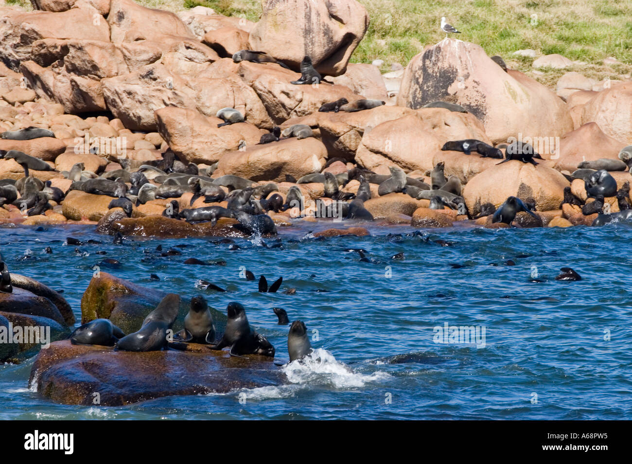 Isla de los Lobos C Stock Photo - Alamy