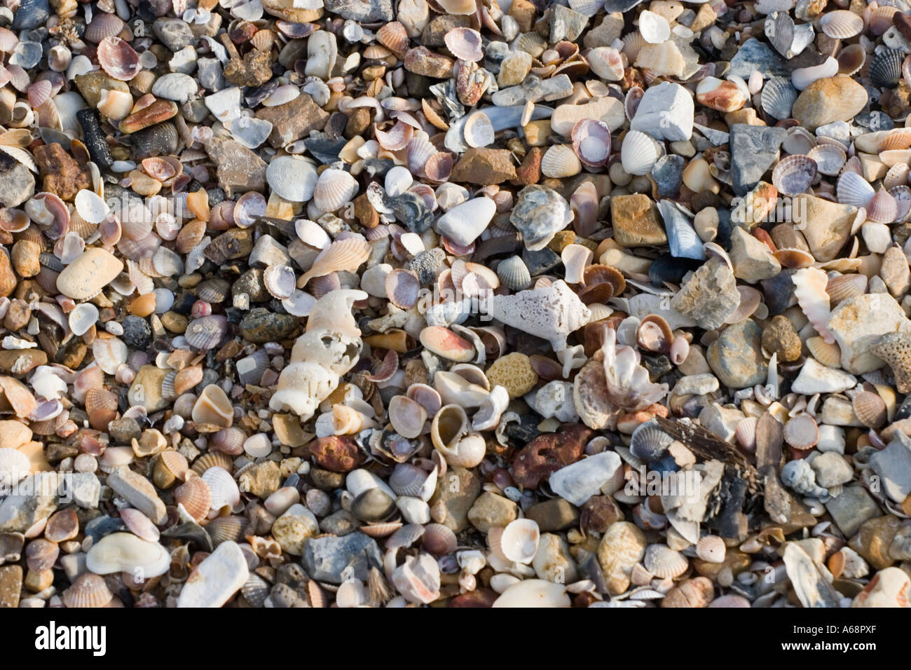 Broken clam shells hi-res stock photography and images - Alamy