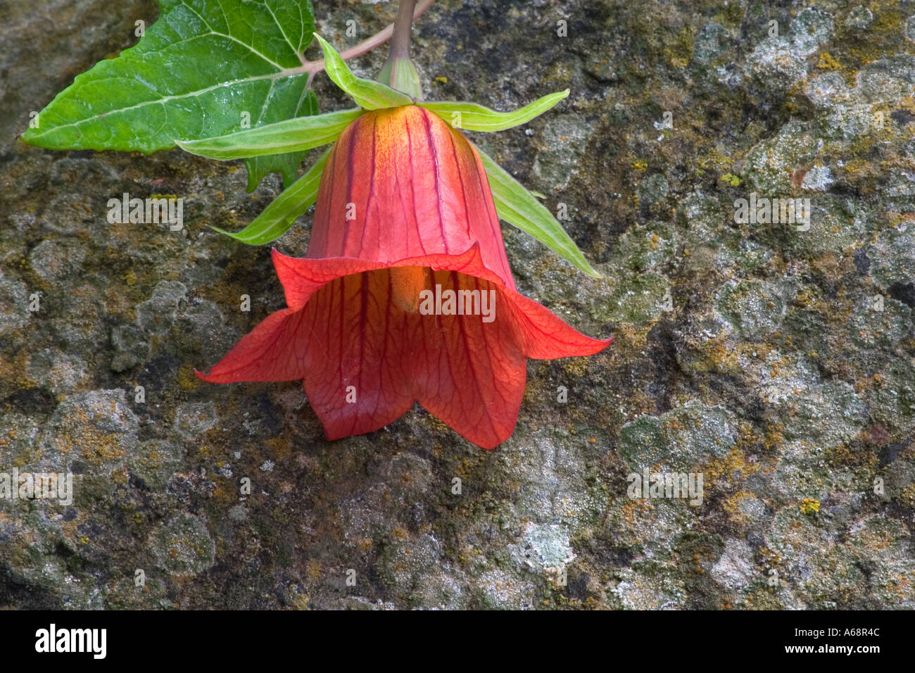 Canarina Canariensis Canary Belflower Jardin Canario Gran Canaria islas ...