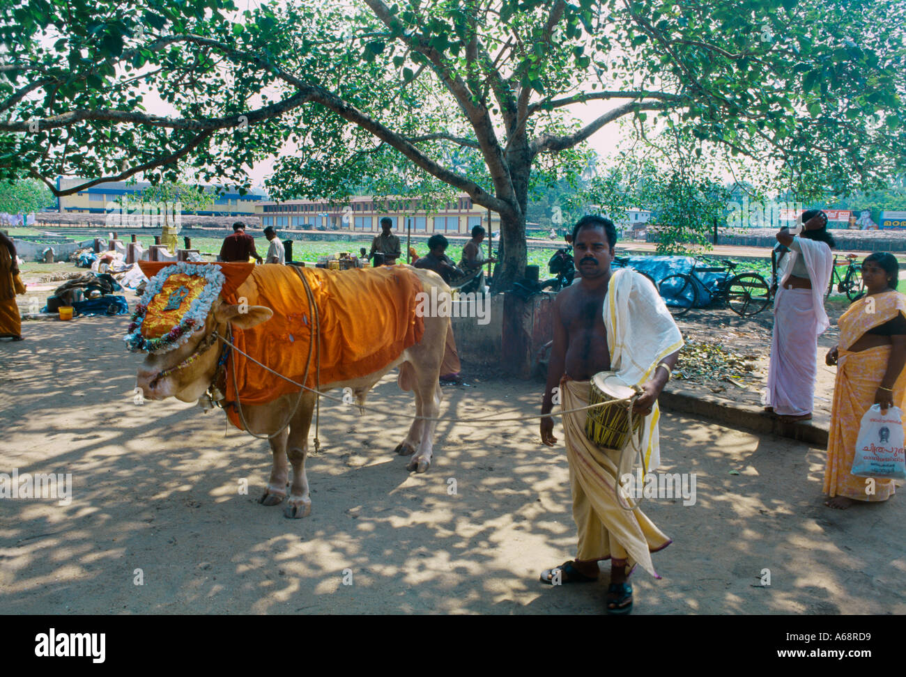 Kerala India Shiva Temple Holy Cow Stock Photo - Alamy