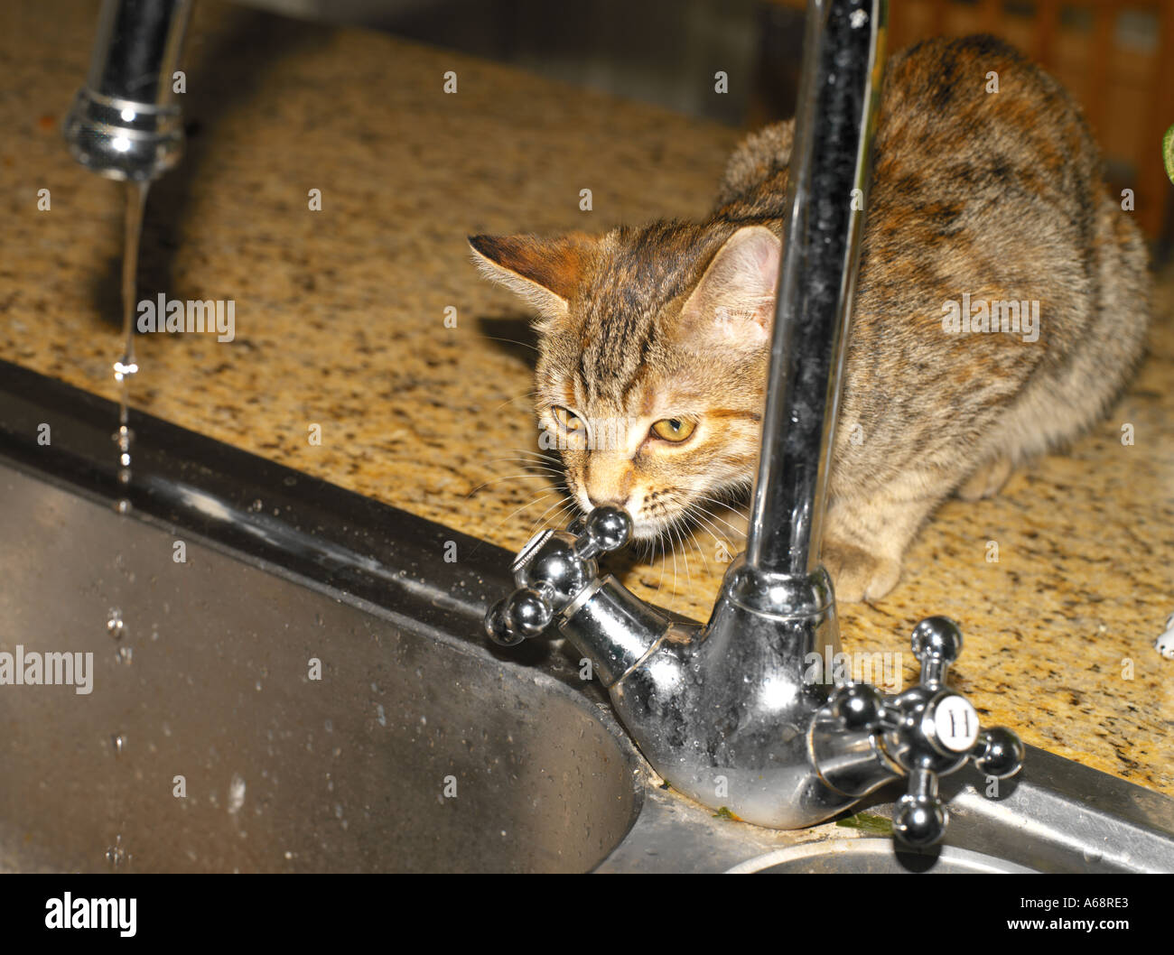 Six Month Old Tabby Kitten Looking at Water Running from Tap Stock ...