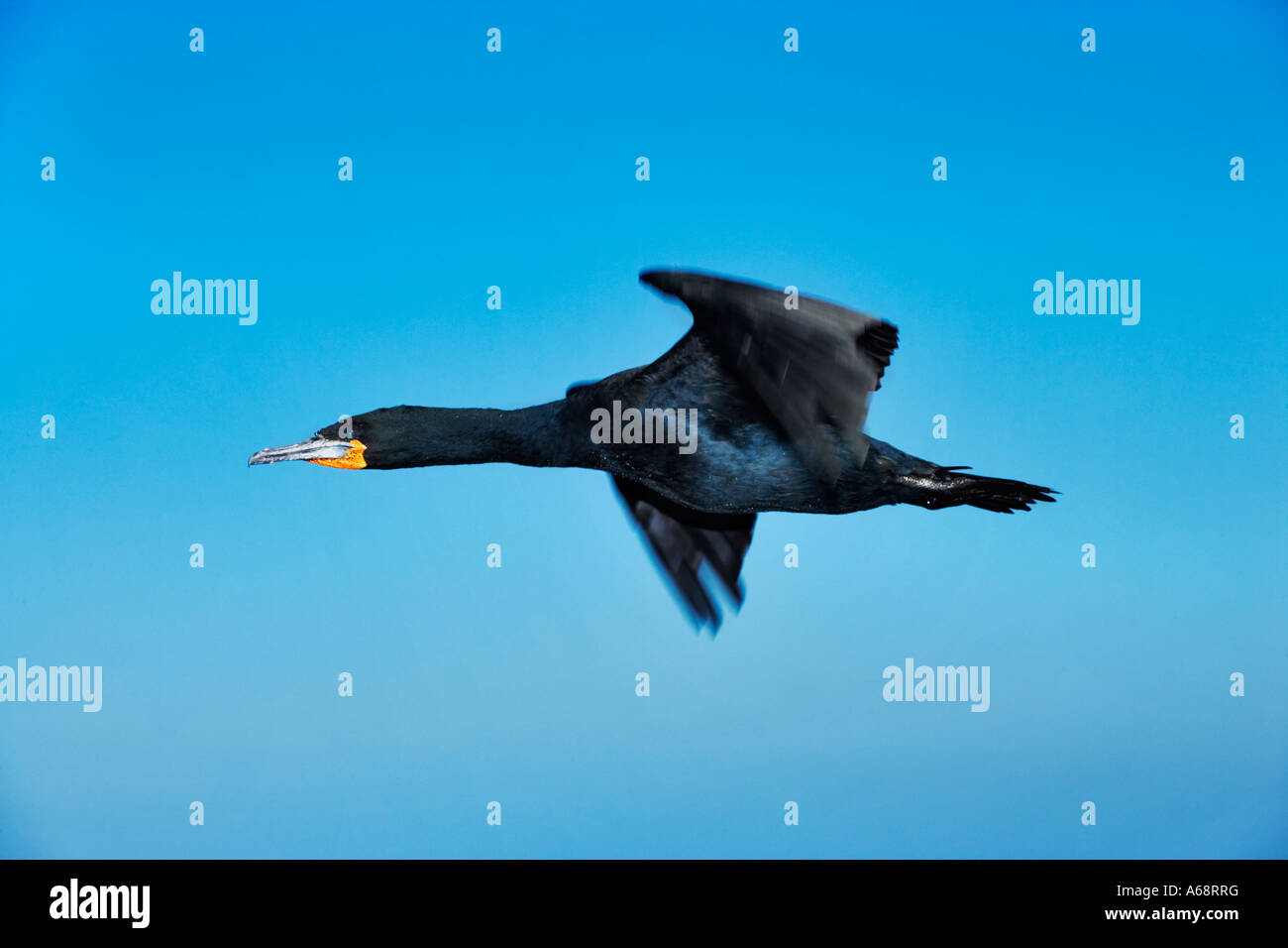 Cormorant Phalacrocorax carbo flying. Namibia Stock Photo - Alamy