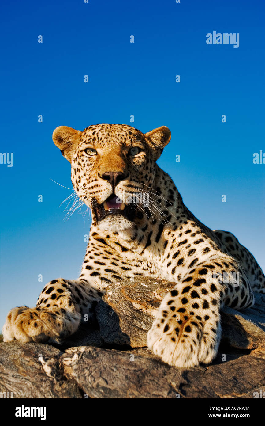 Leopard Panthera pardus on rock Looking out over landscape of Namibia ...