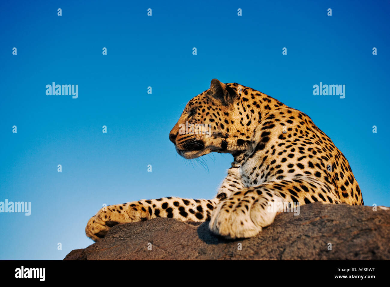 Leopard Panthera pardus on rock Looking out over landscape of Namibia ...