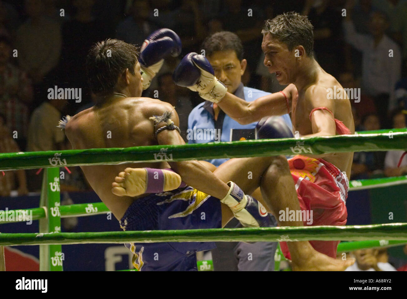 Fighters kicking each other during a Muay Thai fight (Rajadamnern ...