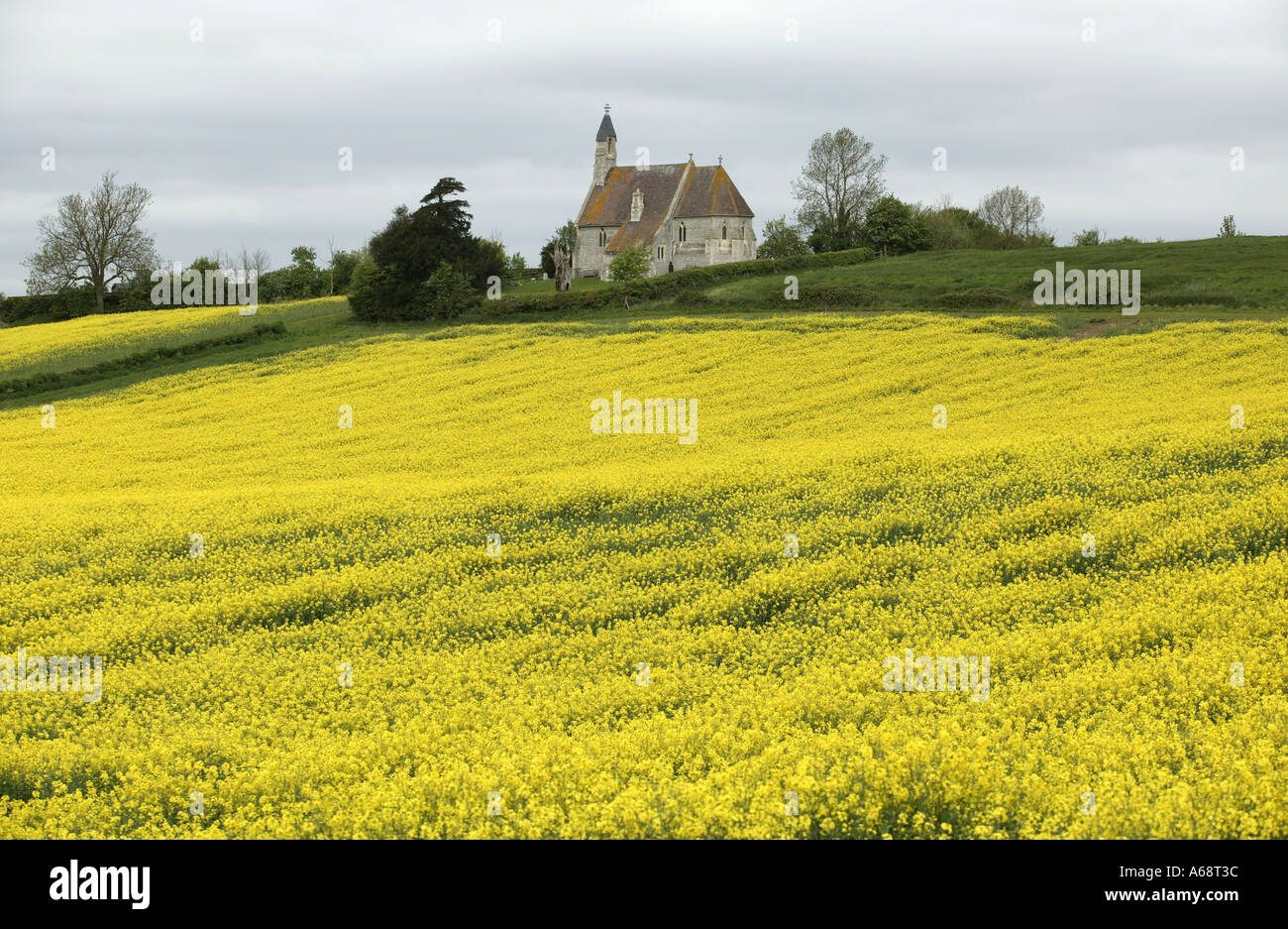 St James church Weethley Warwickshire with a field of rapeseed in the ...
