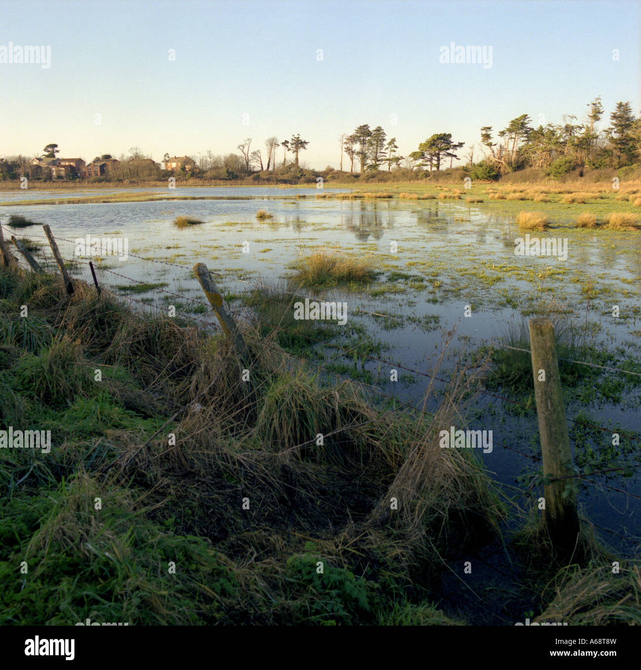 Marshy area in the Isle of Wight Stock Photo - Alamy