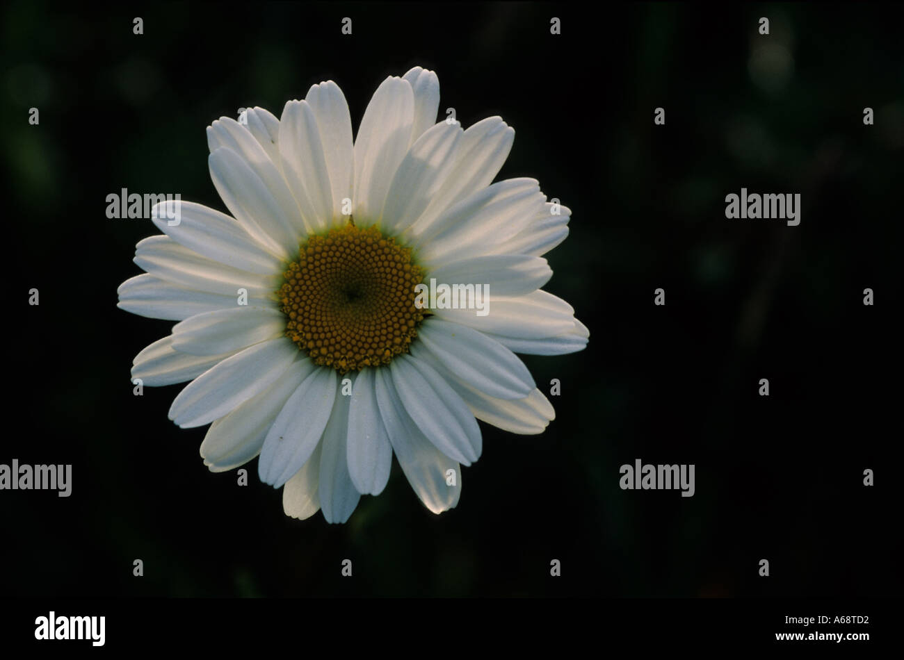 White daisy pattern hi-res stock photography and images - Alamy