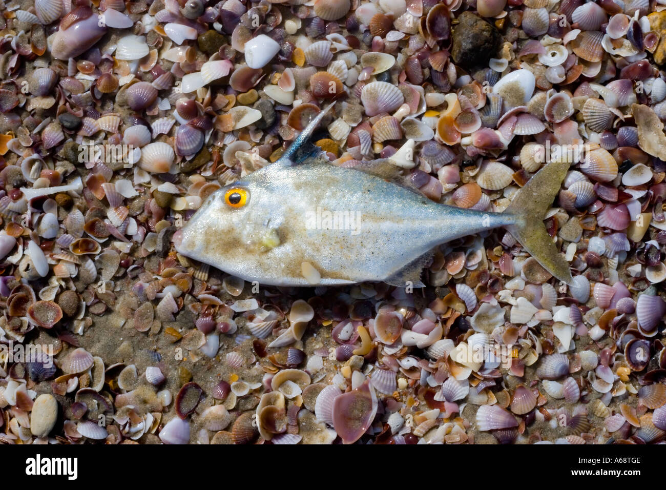 Small dead fish washed up on Ao Nang Beach Stock Photo - Alamy