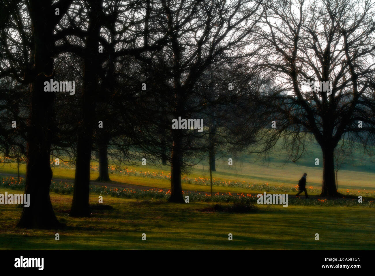 A man walks alone in an English Park Suffolk UK (Diffused Image Stock ...