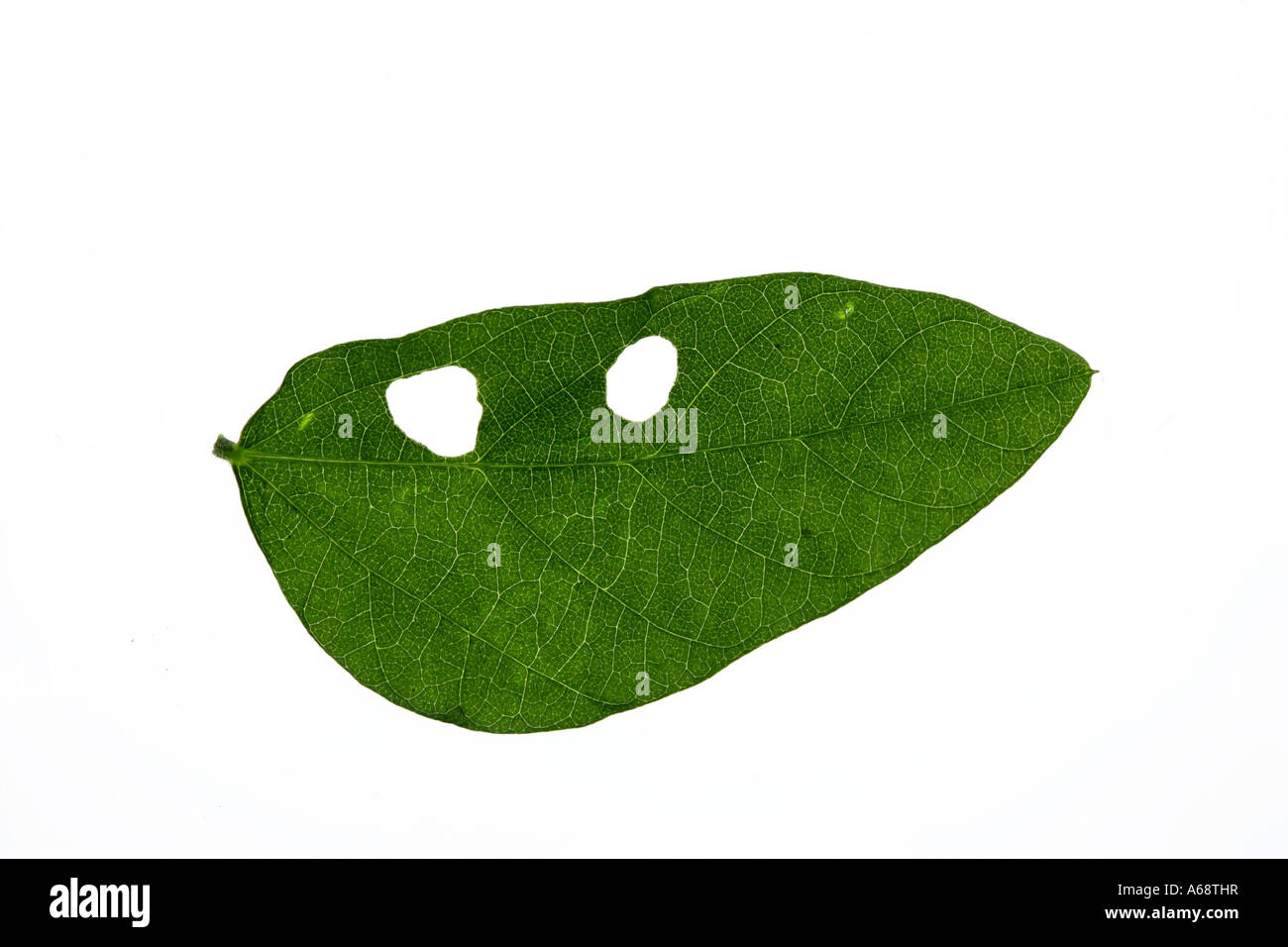 Single leaf close up Stock Photo - Alamy