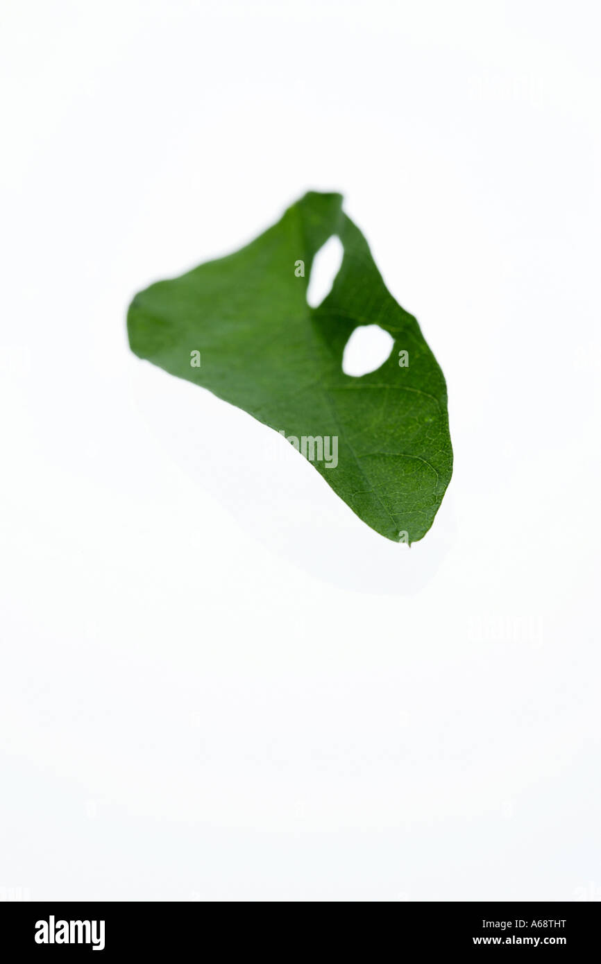 Single leaf close up Stock Photo - Alamy