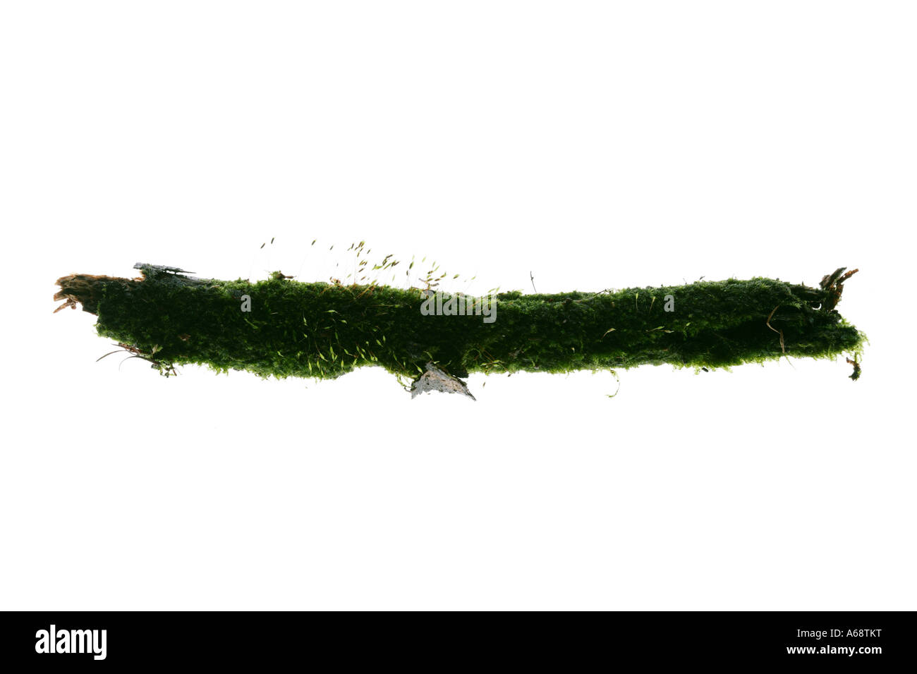 Horizontal moss Cut Out Stock Images & Pictures - Alamy