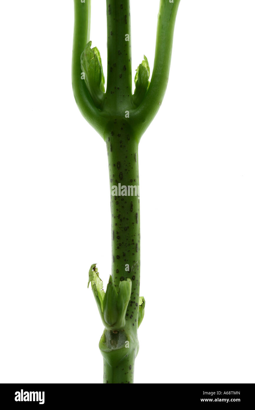Close up of stem Stock Photo - Alamy