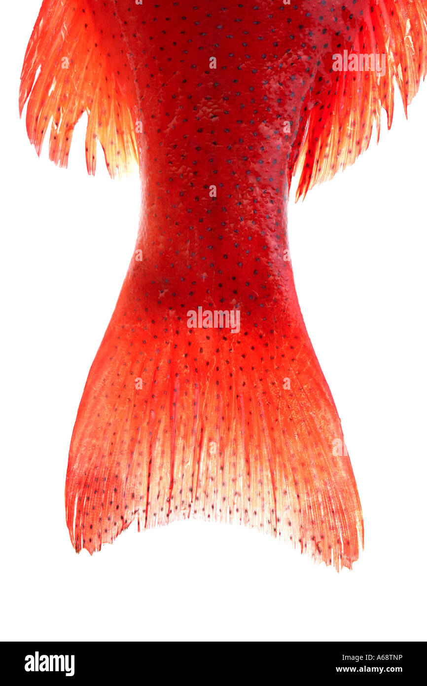 Body of fish Stock Photo - Alamy