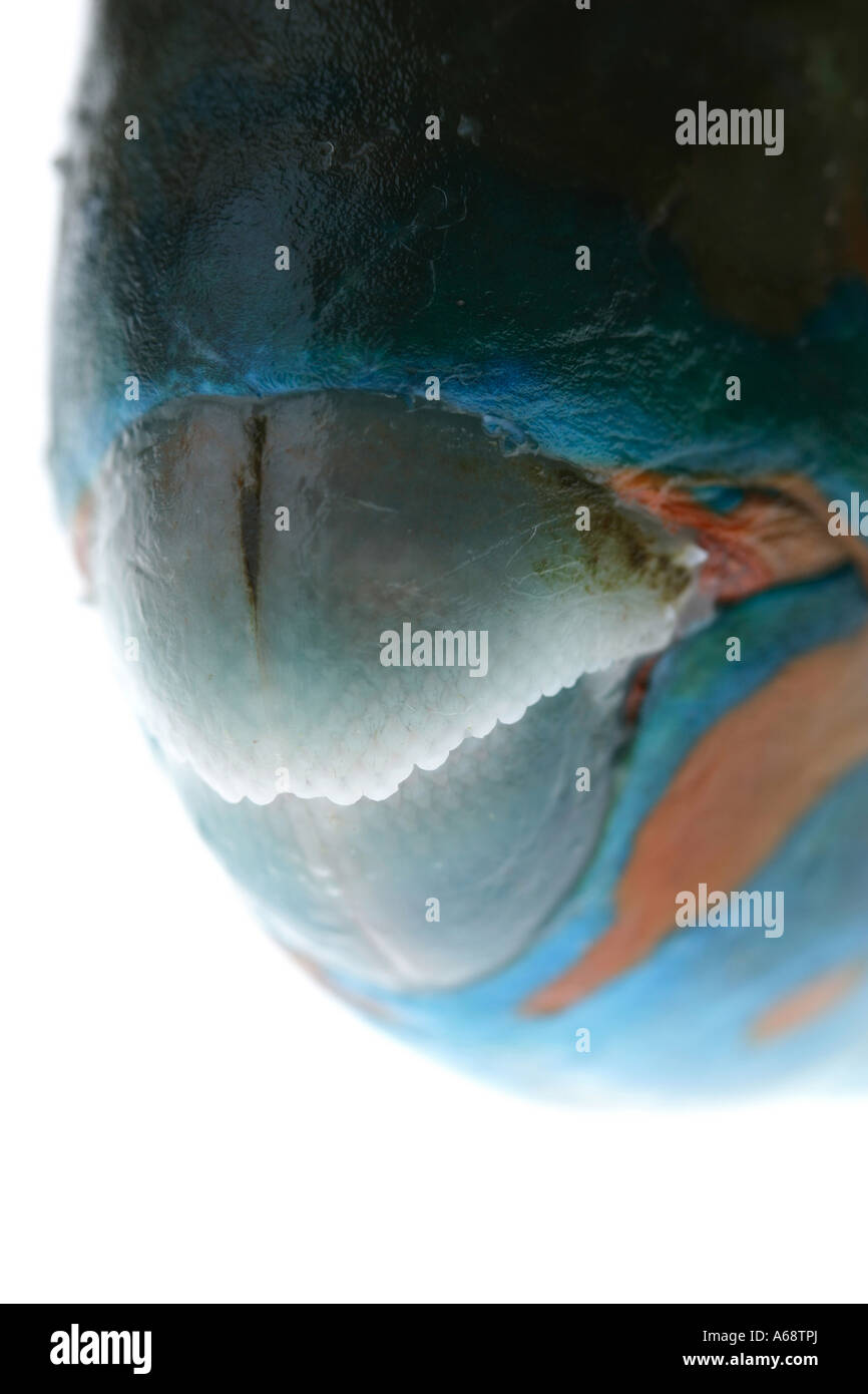 Fish mouth close up Stock Photo - Alamy