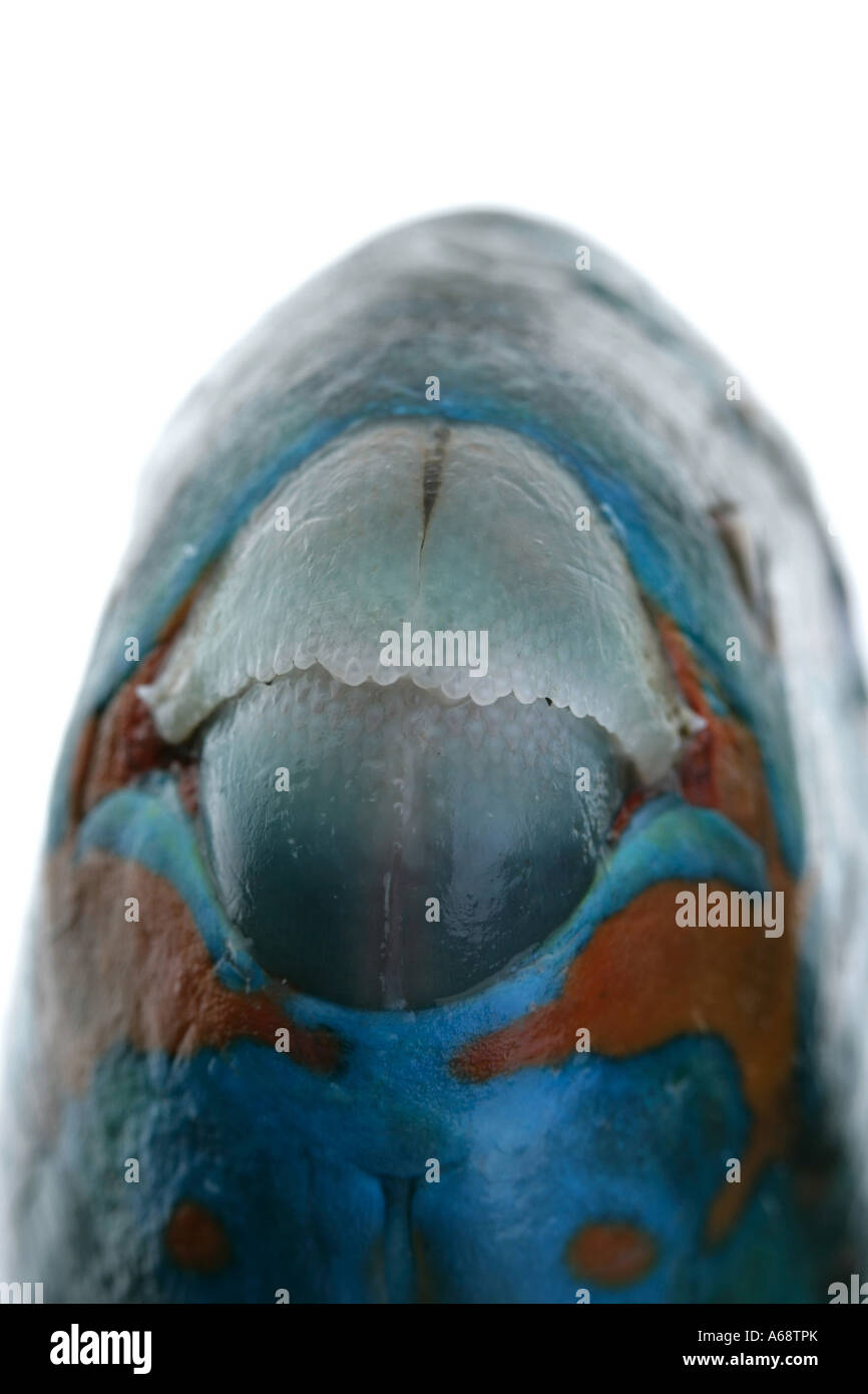 Fish mouth close up Stock Photo - Alamy