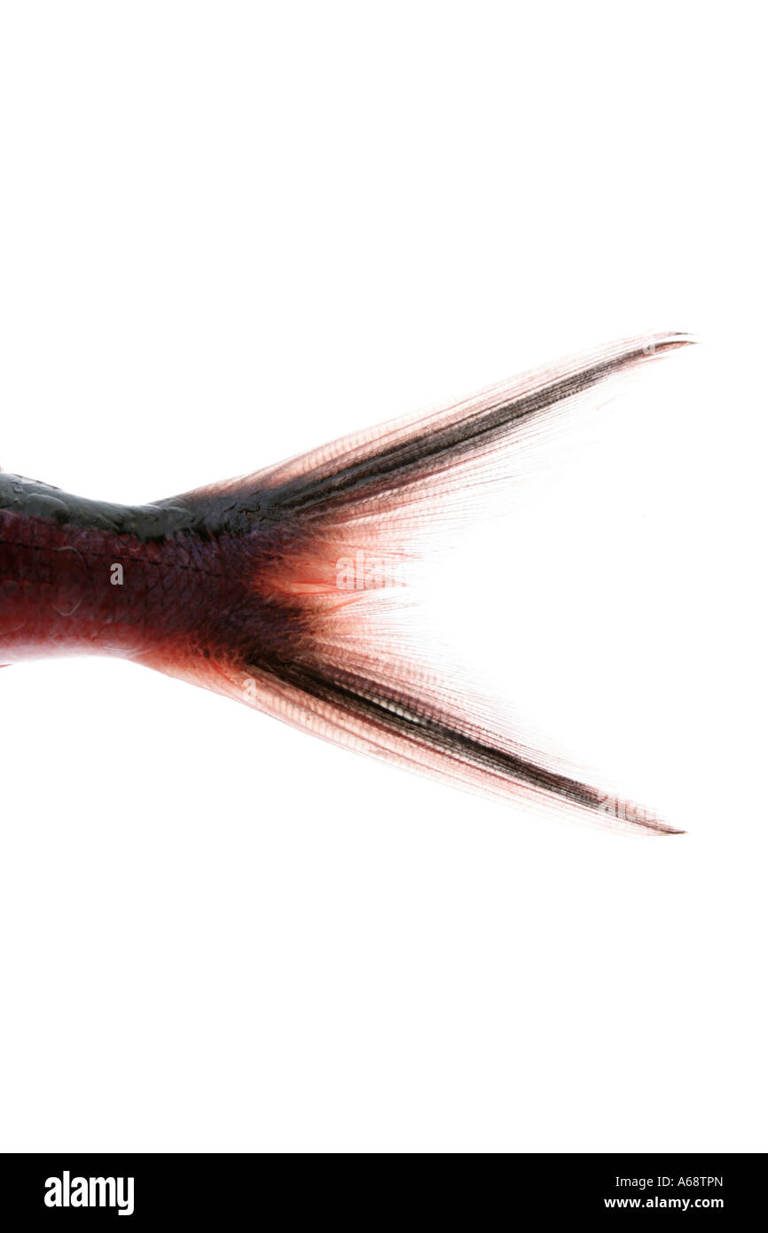 Fish Tail close up Stock Photo - Alamy