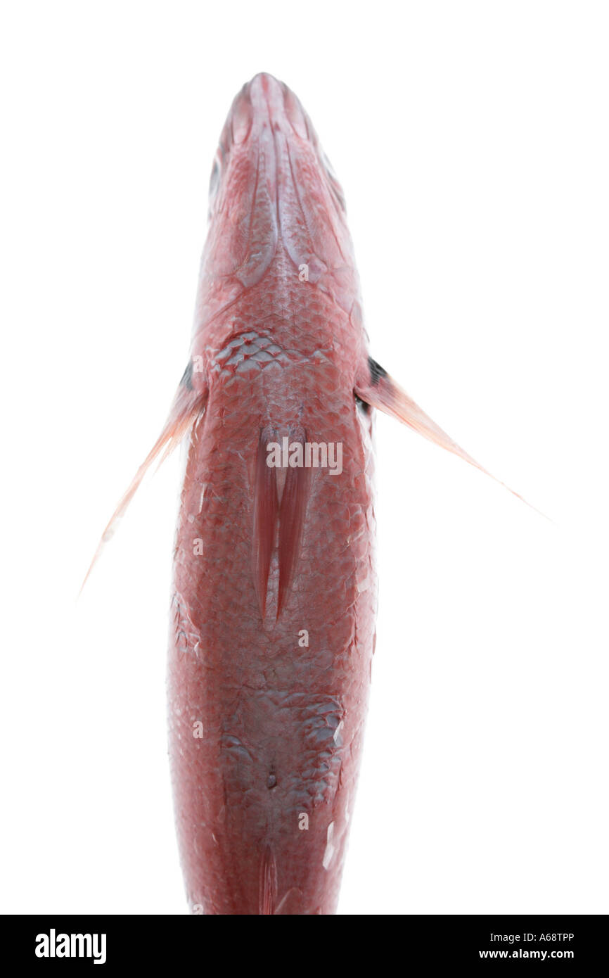 Fish belly close up Stock Photo - Alamy
