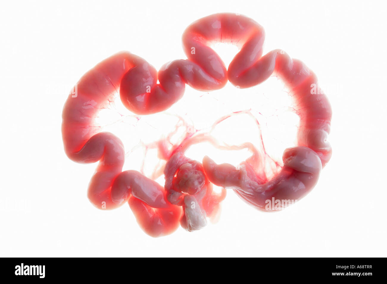 Animal intestines hi-res stock photography and images - Alamy