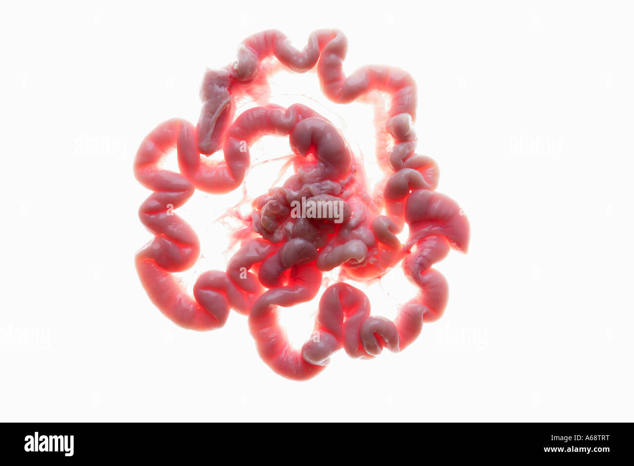 Meat intestines Cut Out Stock Images & Pictures - Alamy
