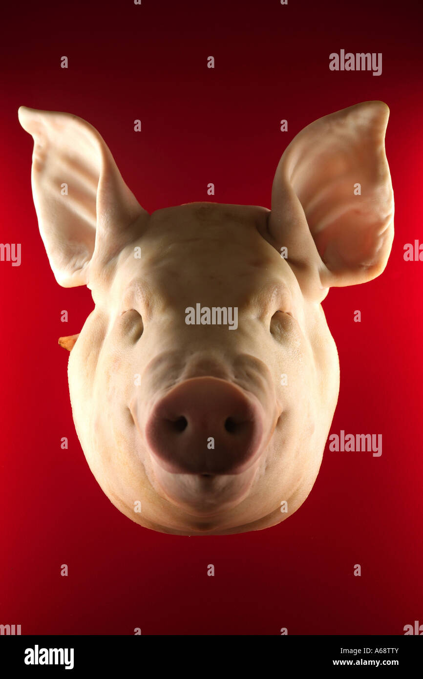 Pig s head front view Stock Photo - Alamy