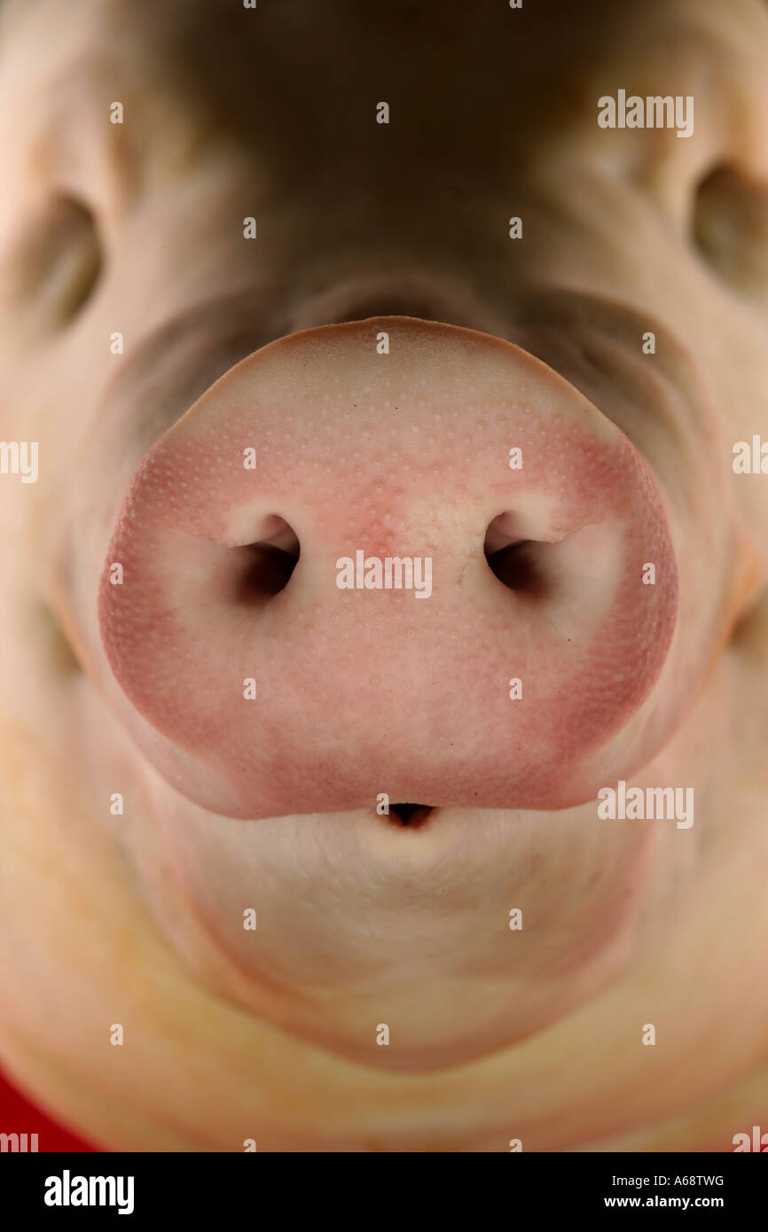 Pig s snout close up Stock Photo - Alamy