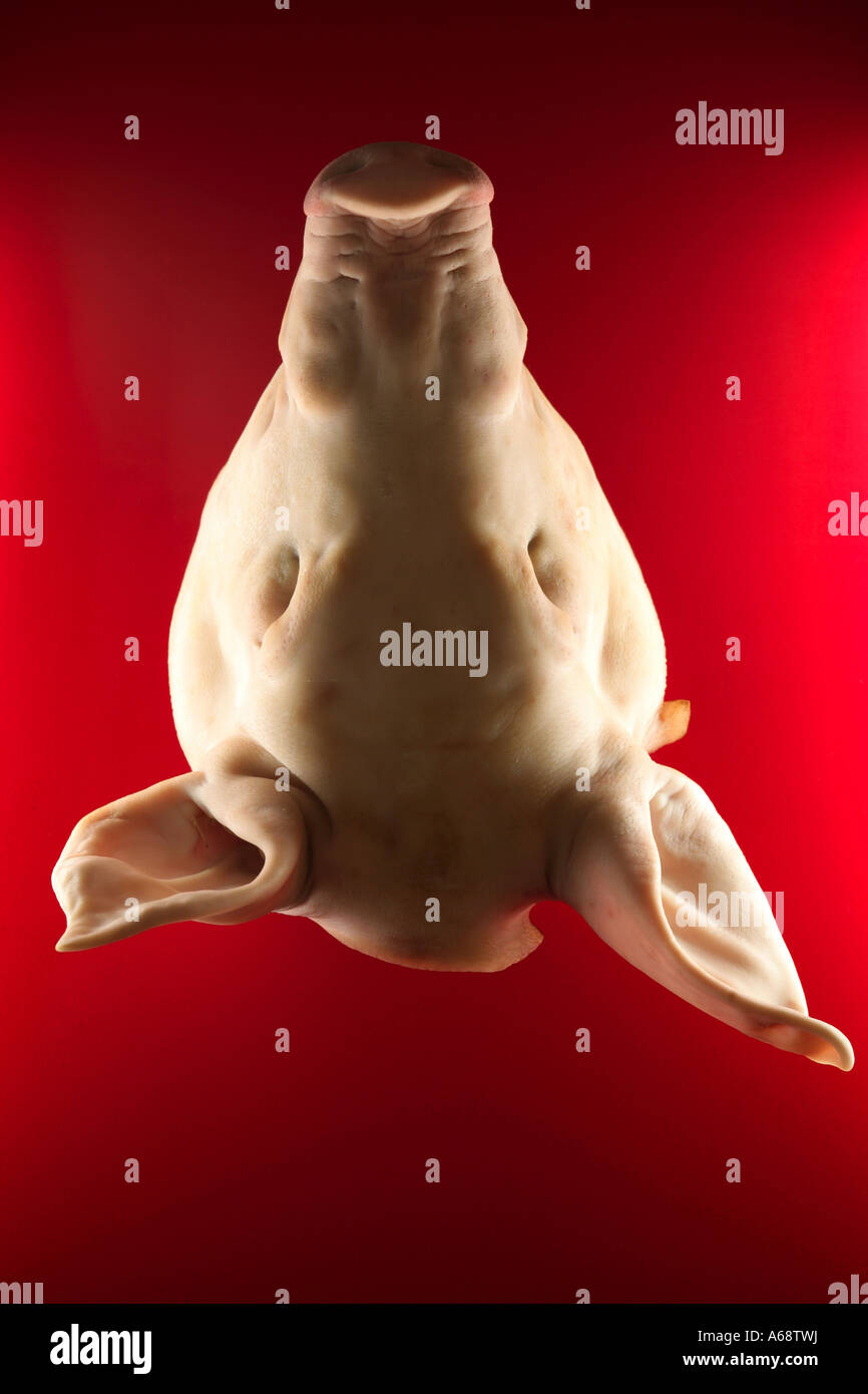 Pig s head top view Stock Photo - Alamy
