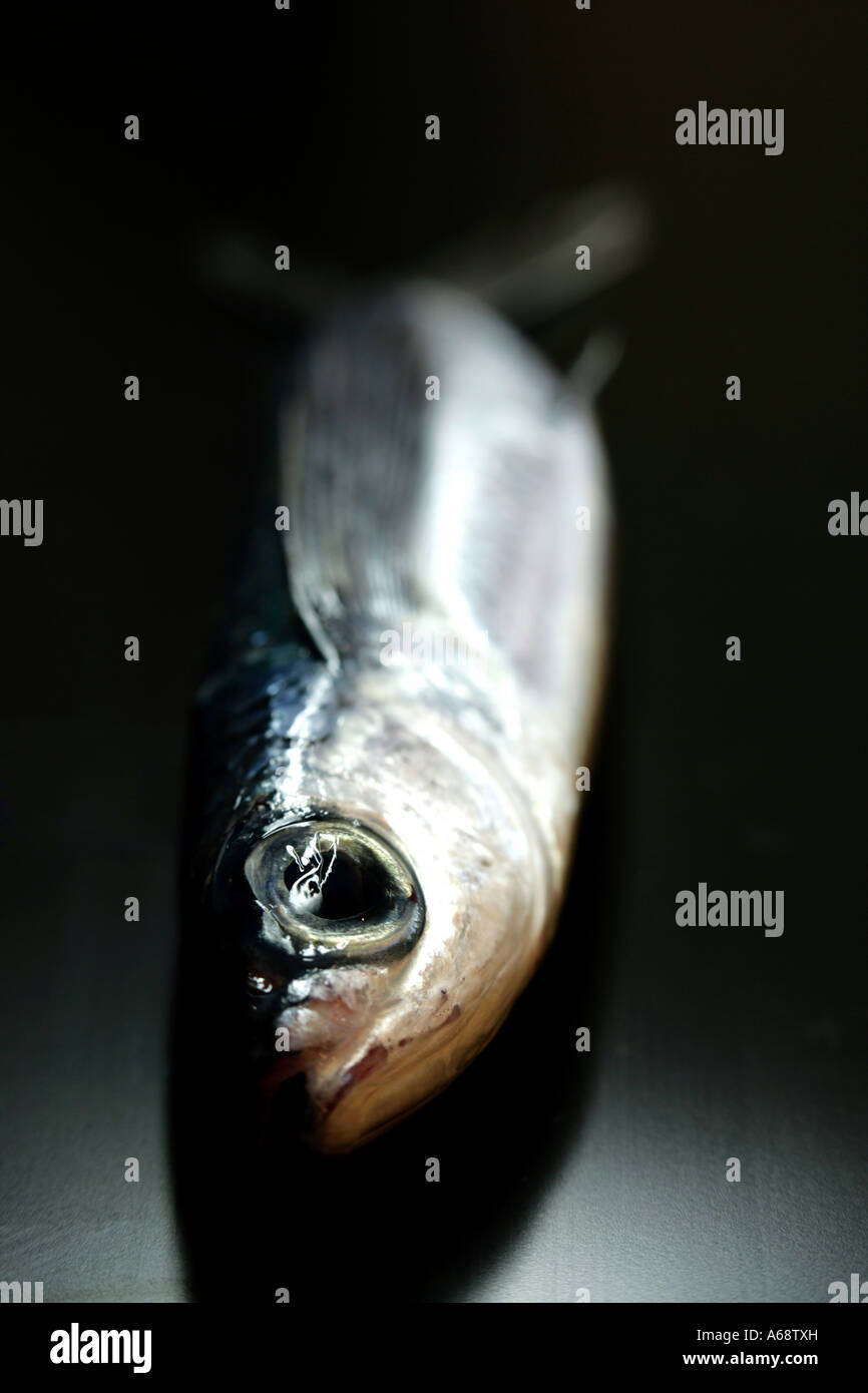 Fish on the side Stock Photo - Alamy