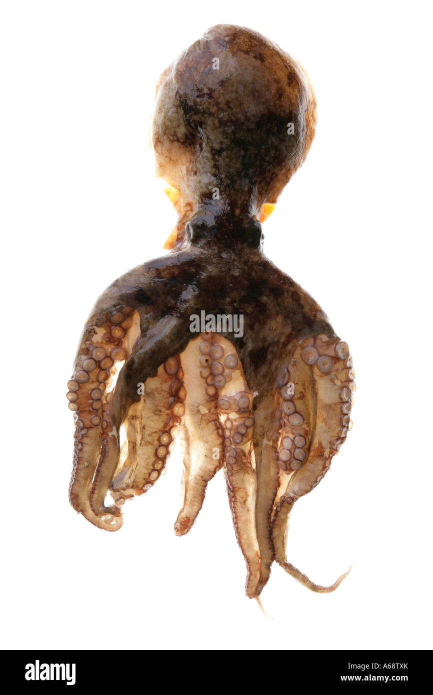 Dead octopus Cut Out Stock Images & Pictures - Alamy
