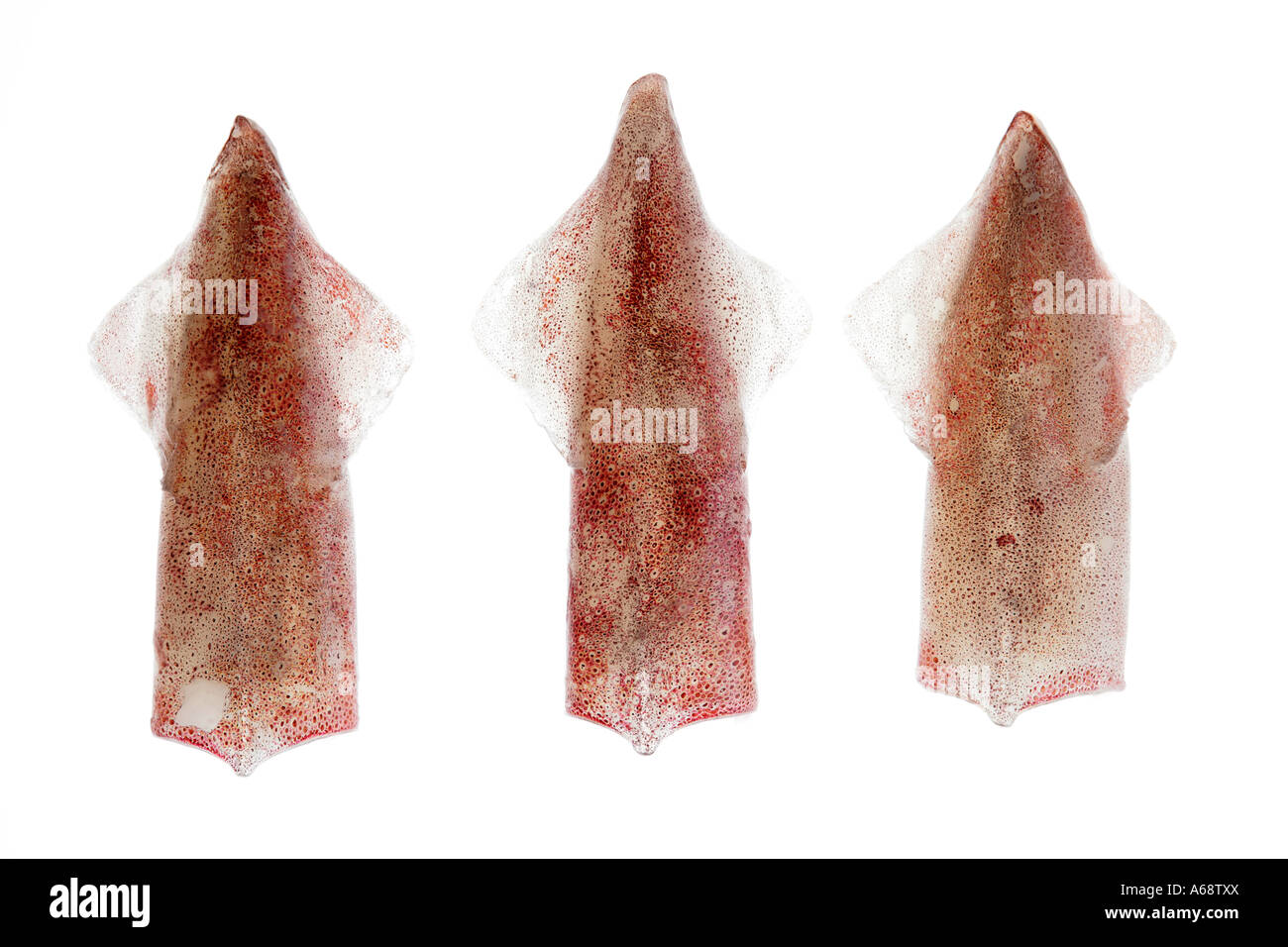 Three headless squids Stock Photo - Alamy