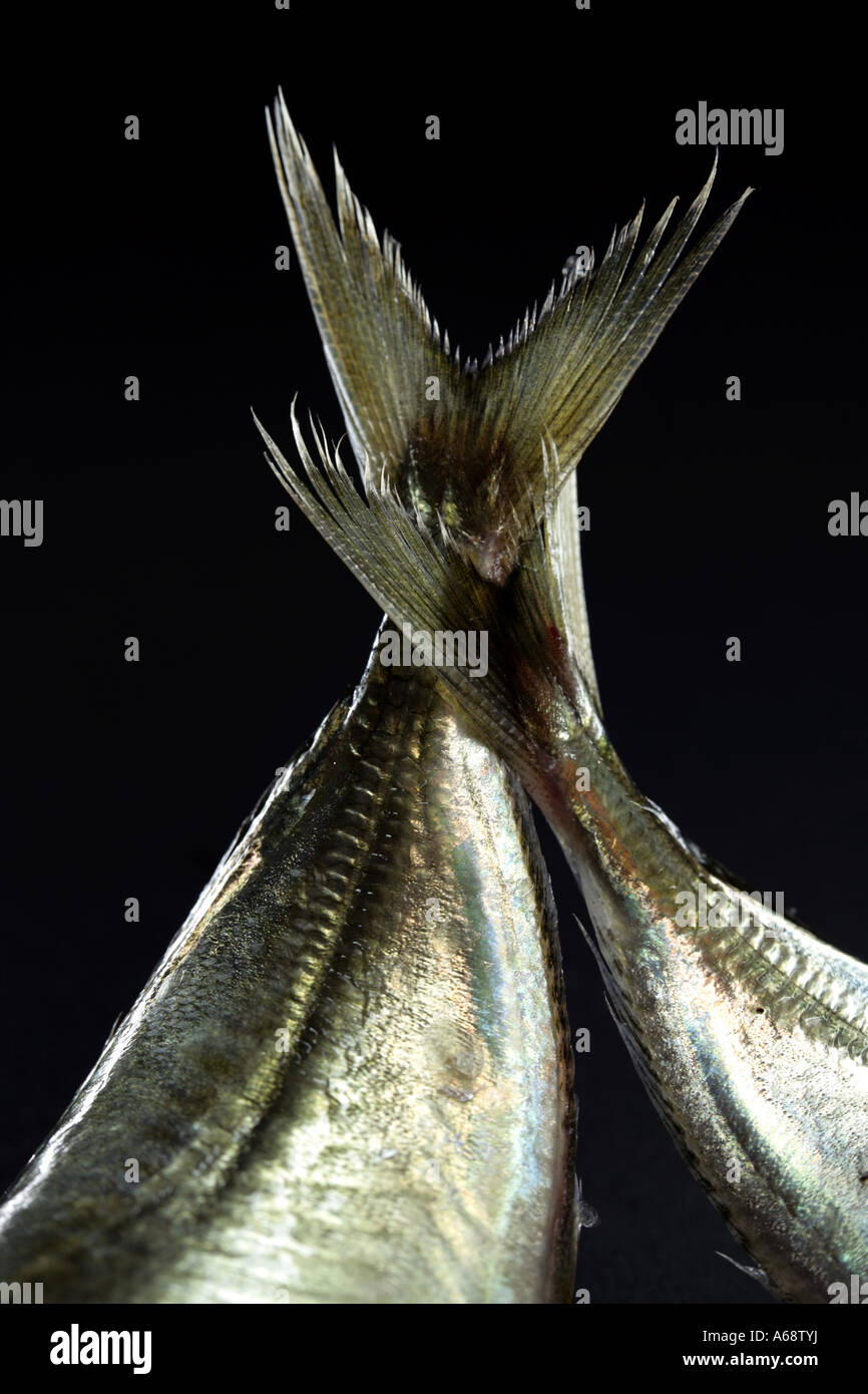 Fish tails close up Stock Photo - Alamy