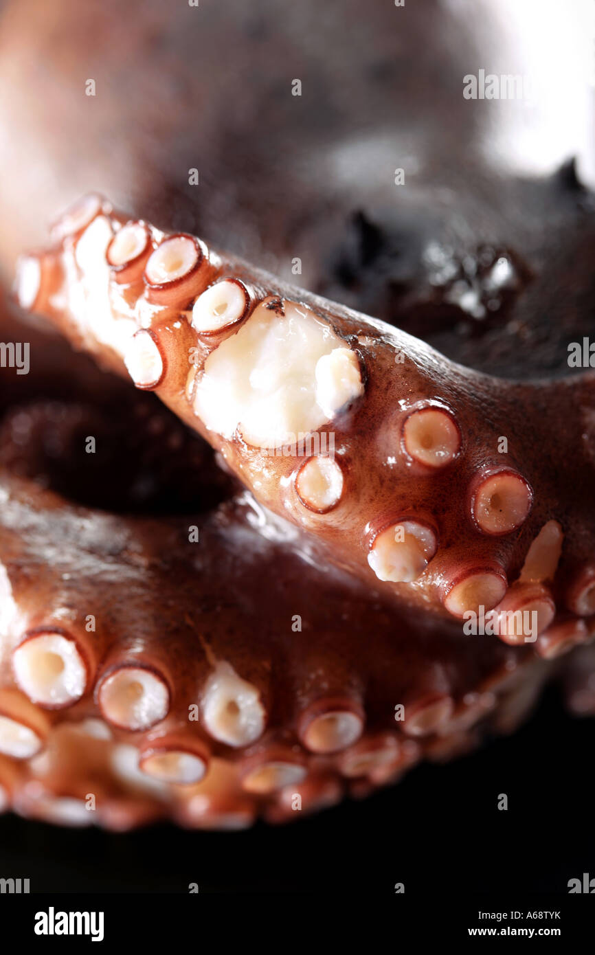 Octopus close up Stock Photo - Alamy